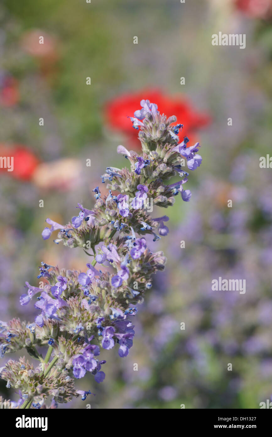 Catmints hi-res stock photography and images - Alamy