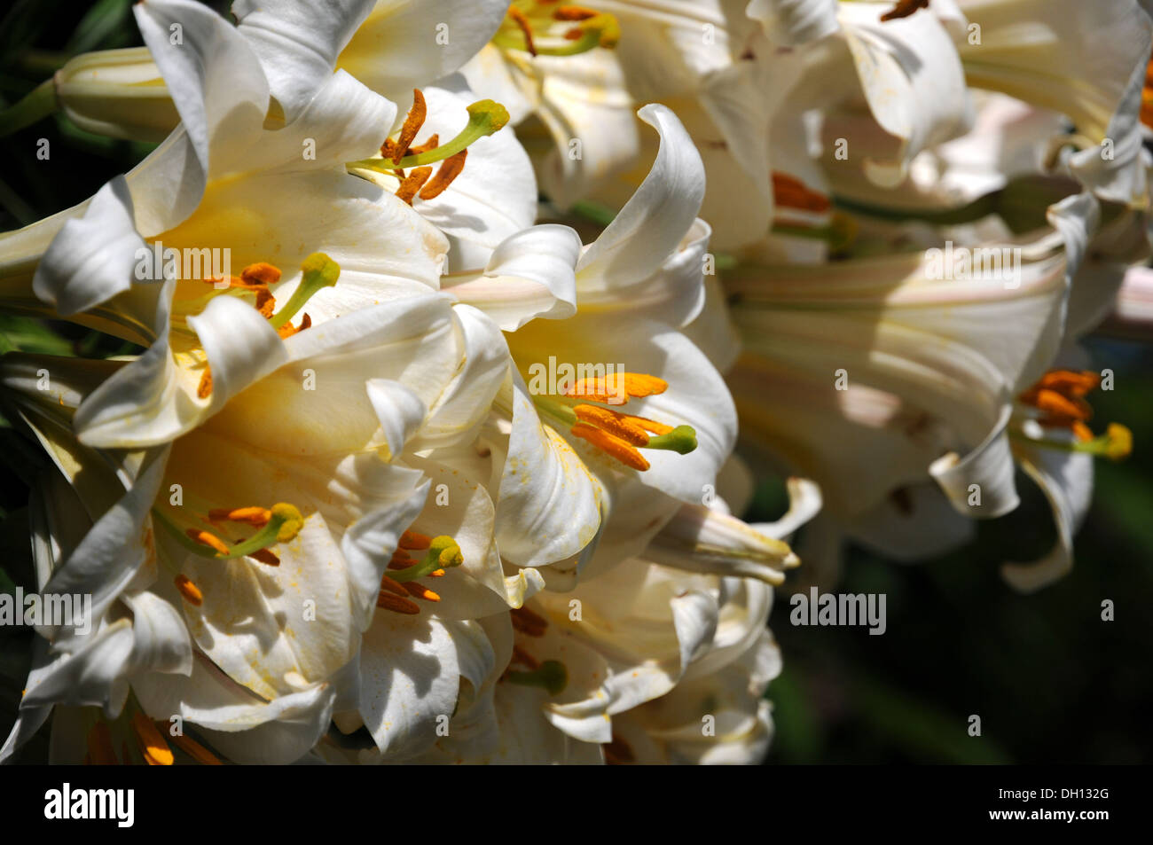 Lilium regale regal lily hi-res stock photography and images - Alamy
