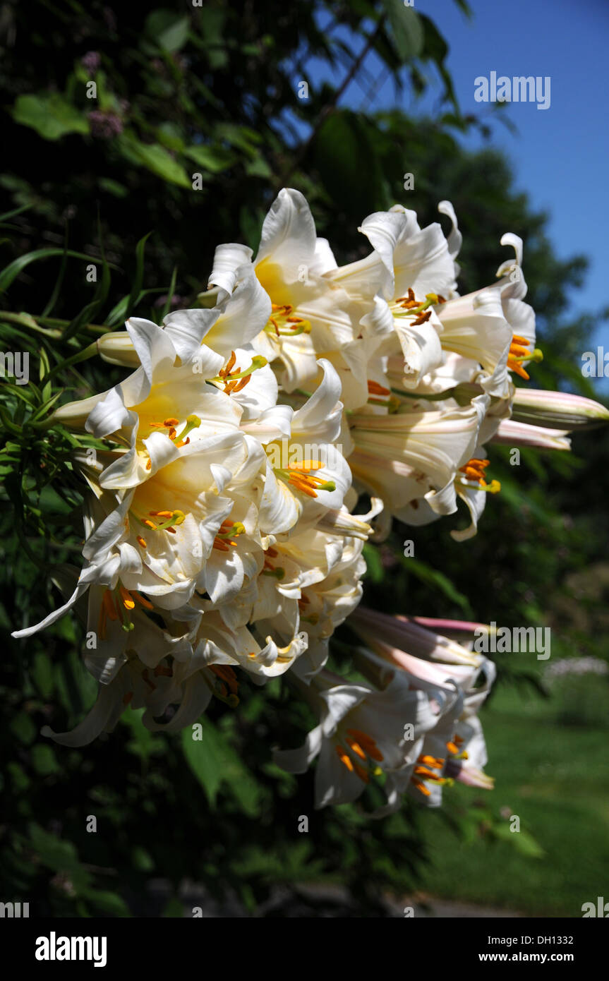 Lilium Regale Regal Lily High Resolution Stock Photography and Images ...