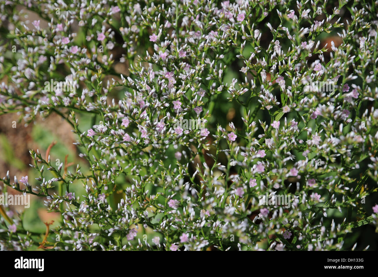 Tatarian statice limonium tataricum hi-res stock photography and images ...