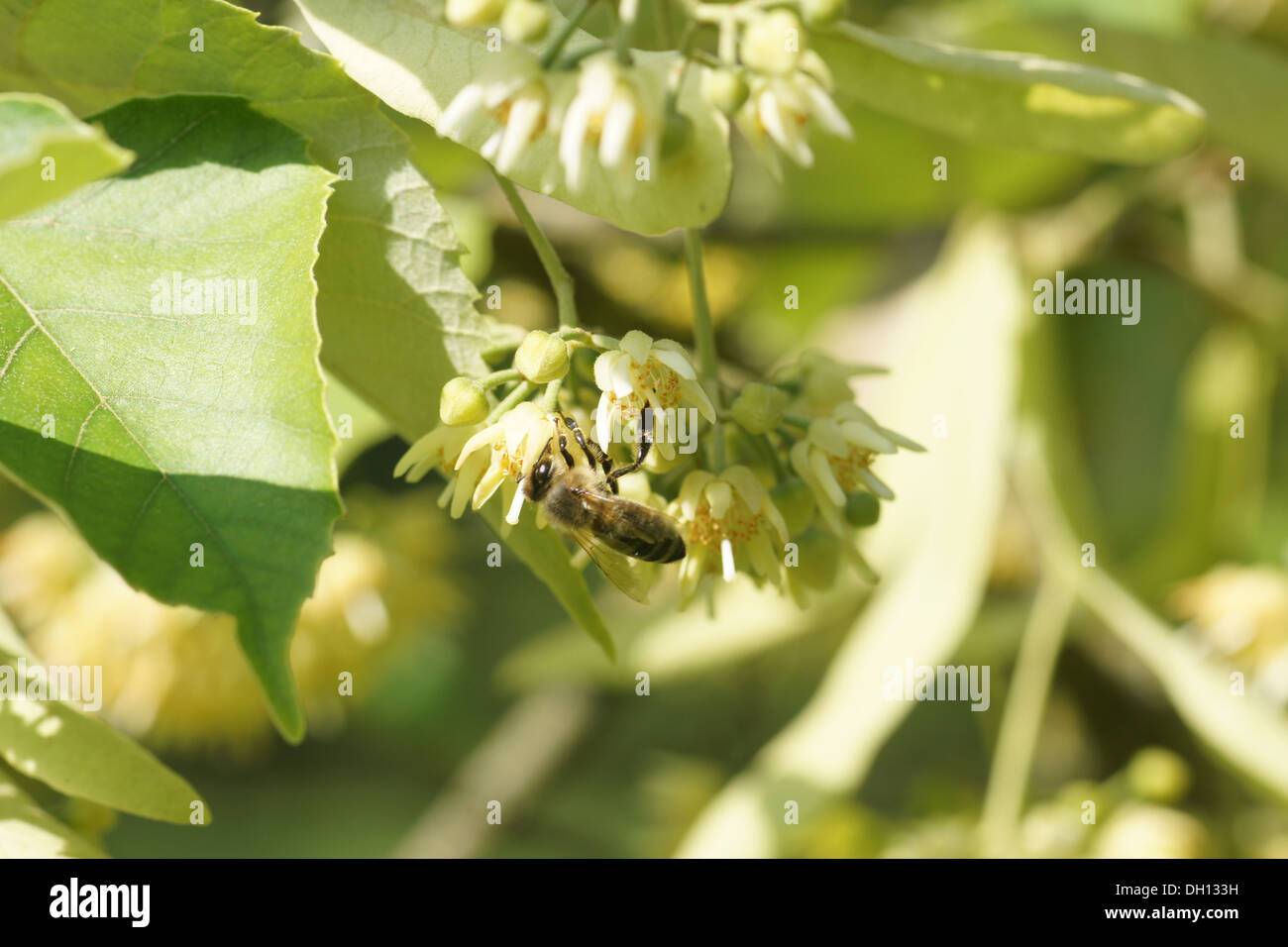 Lime blossom bee hi-res stock photography and images - Alamy