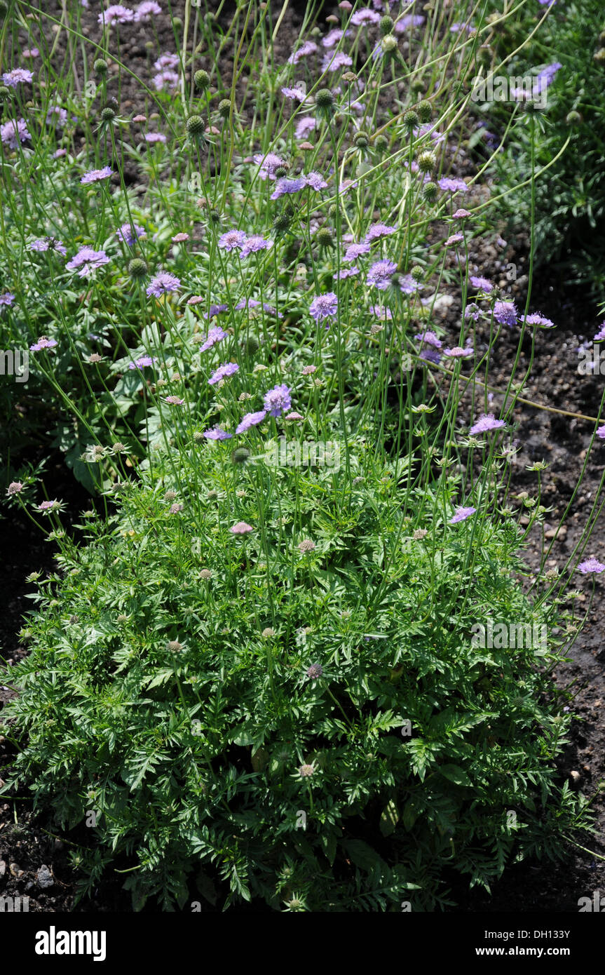 Glossy scabiose hi-res stock photography and images - Alamy