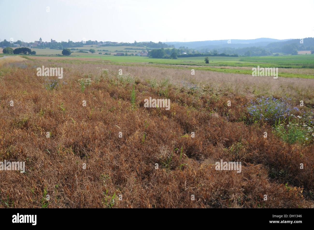 Field pea hi-res stock photography and images - Alamy