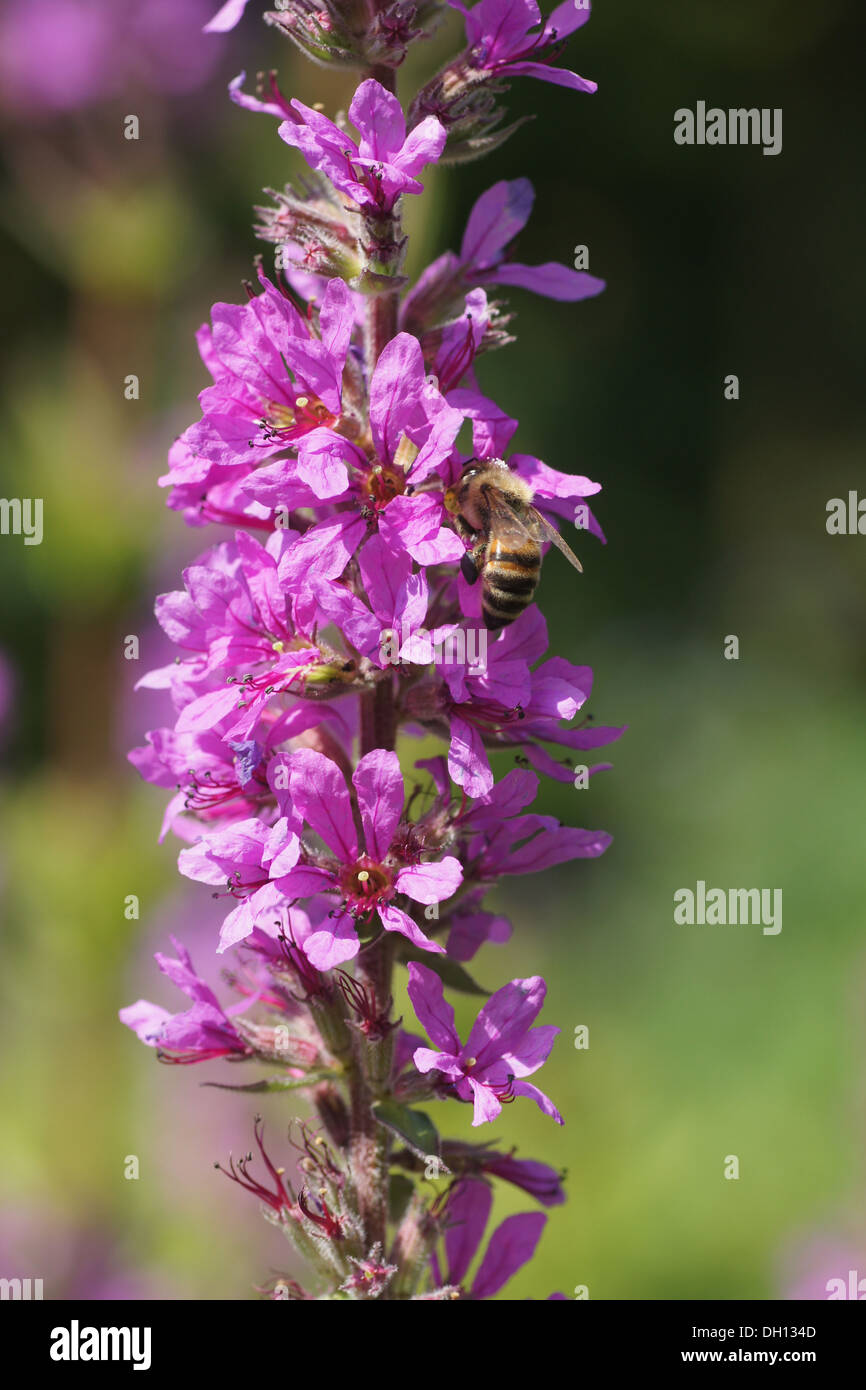 Purple loosestrife bee hi-res stock photography and images - Alamy