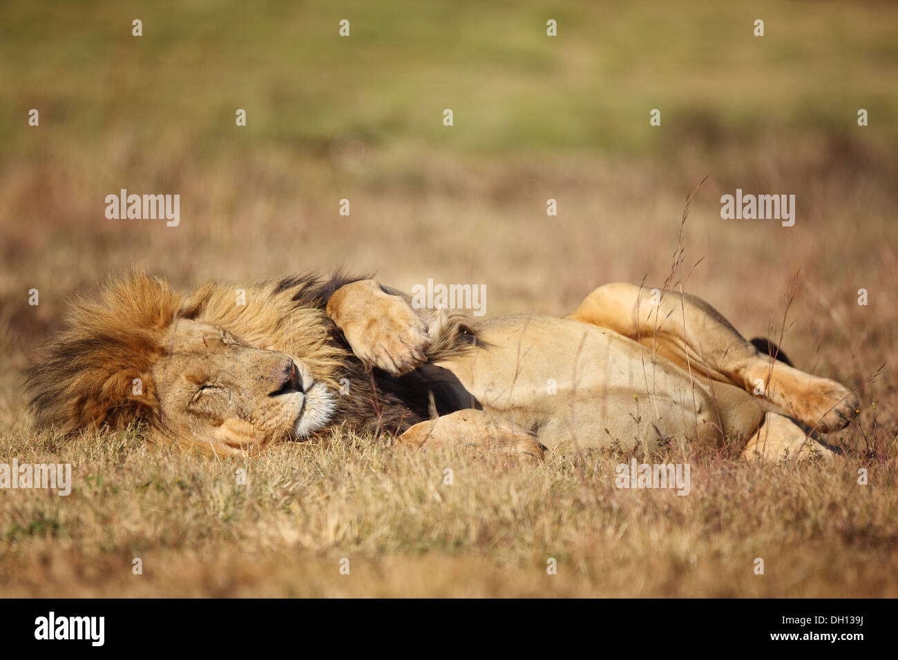 Fat lion hi-res stock photography and images - Alamy