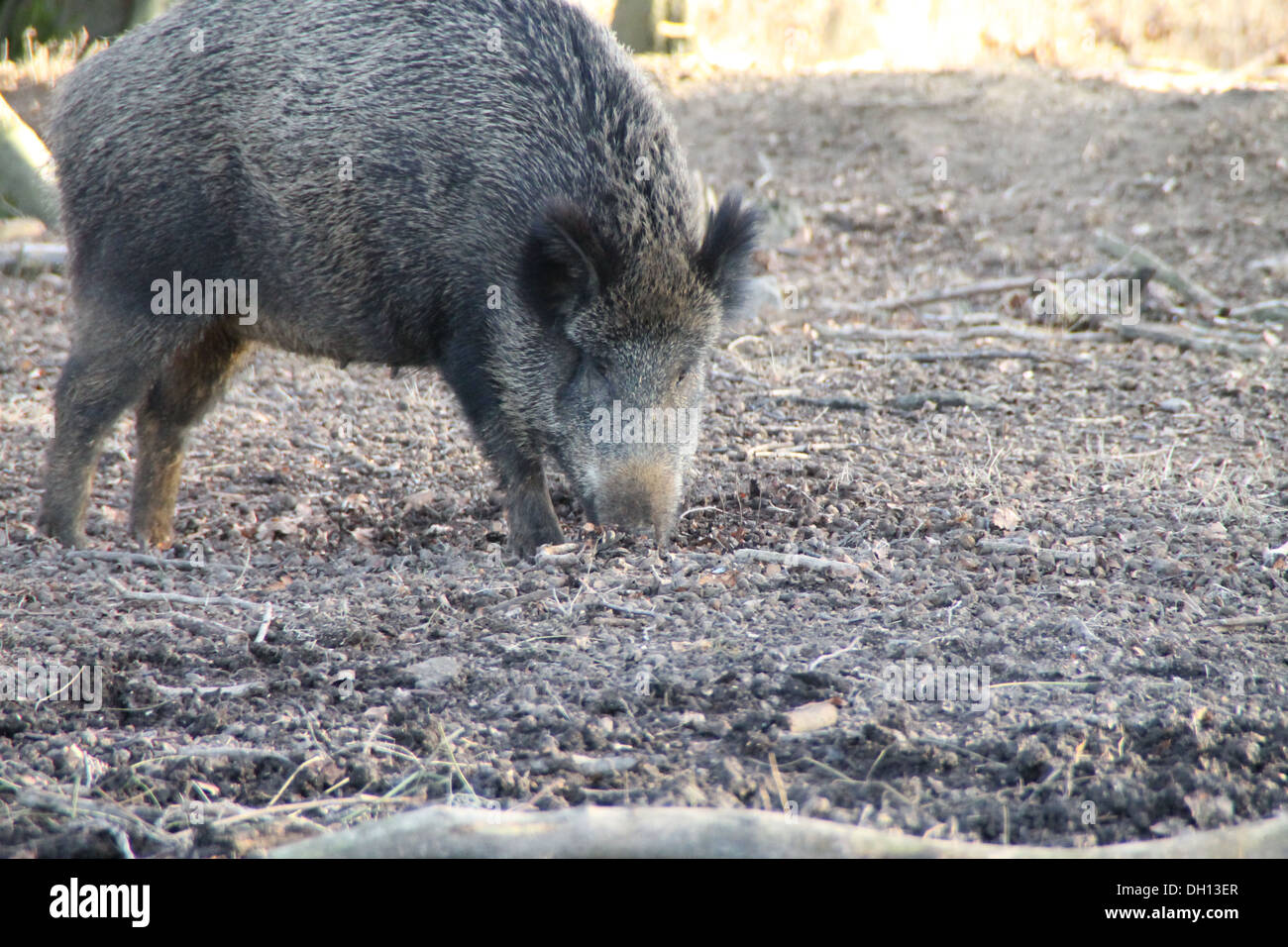 Kindergarten wald hi-res stock photography and images - Alamy