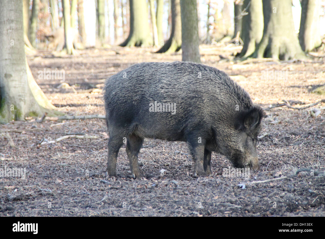 Germany boar hunt hi-res stock photography and images - Alamy