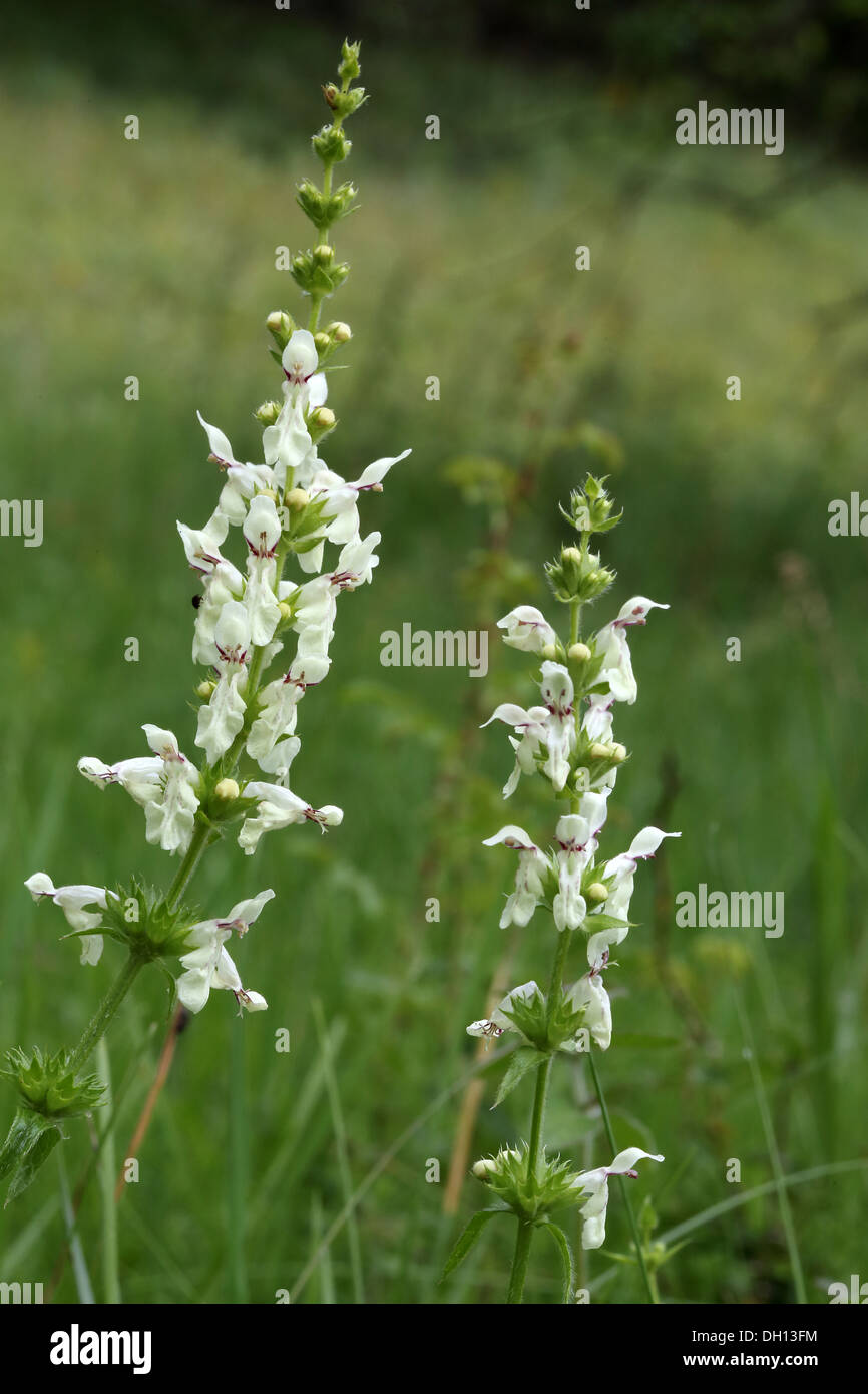 Stachys recta hi-res stock photography and images - Alamy