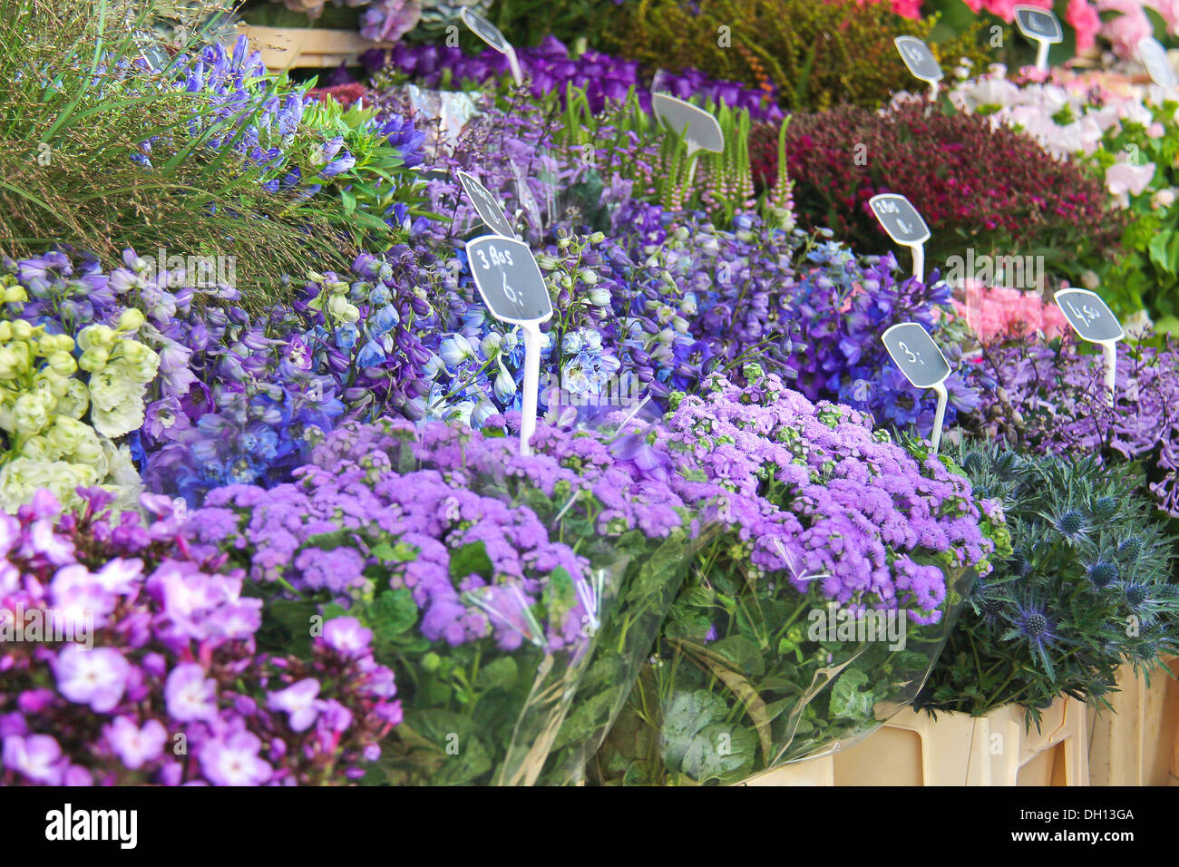 Flowers for sale at a Dutch flower market, Netherlands Stock Photo - Alamy