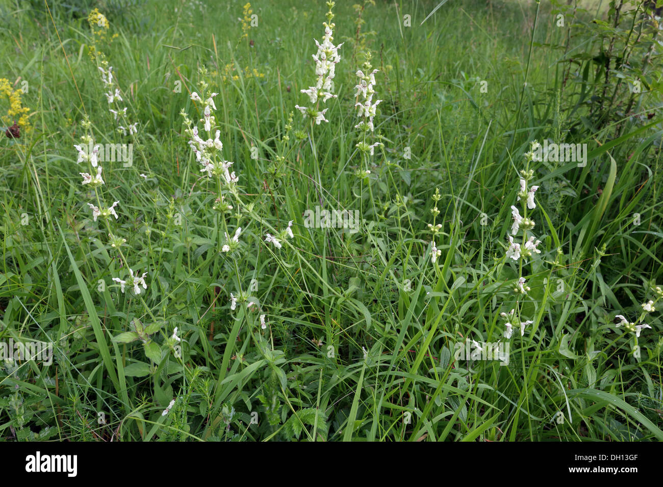 Stachys recta hi-res stock photography and images - Alamy