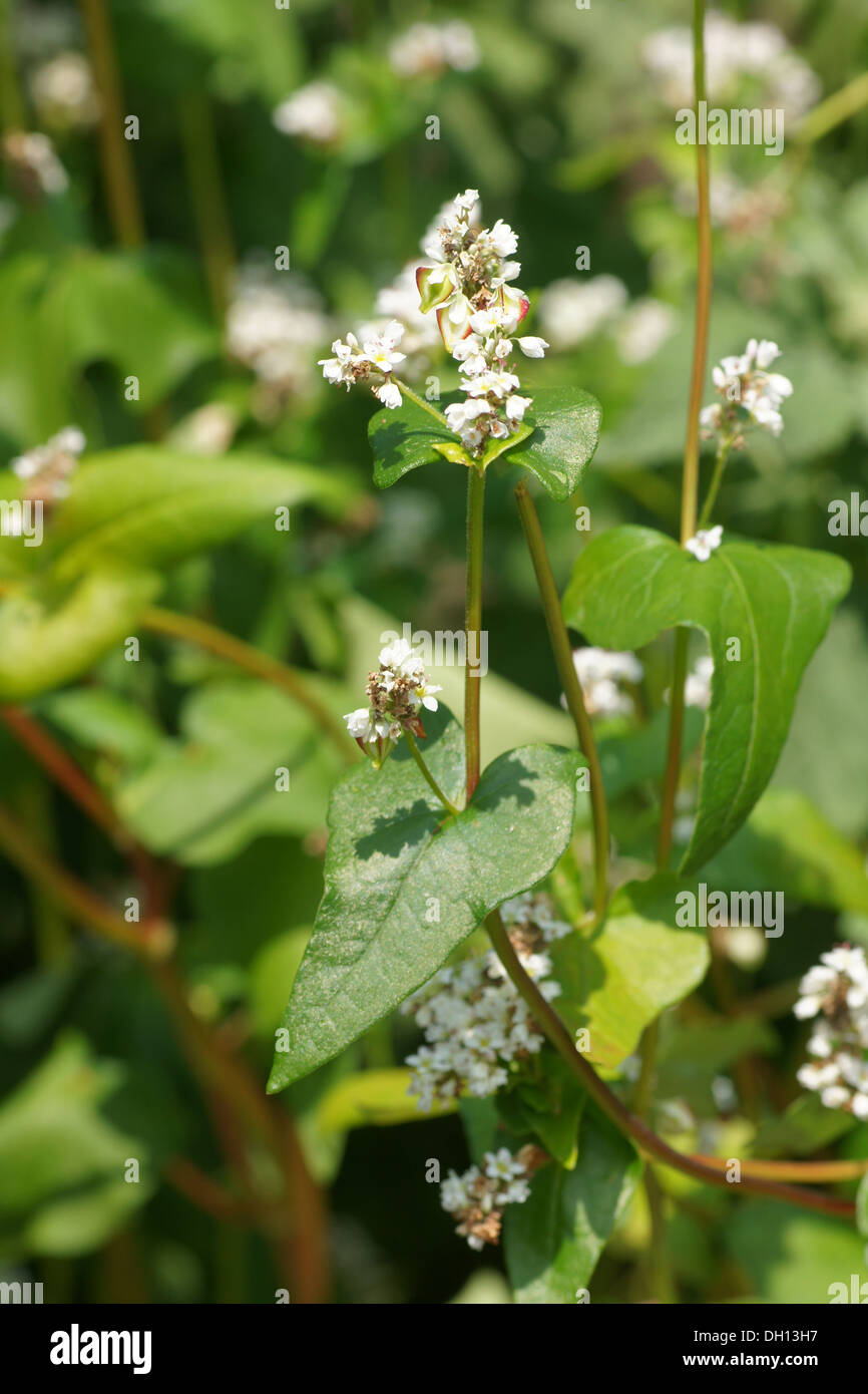 Buckwheat blossoms hi-res stock photography and images - Alamy