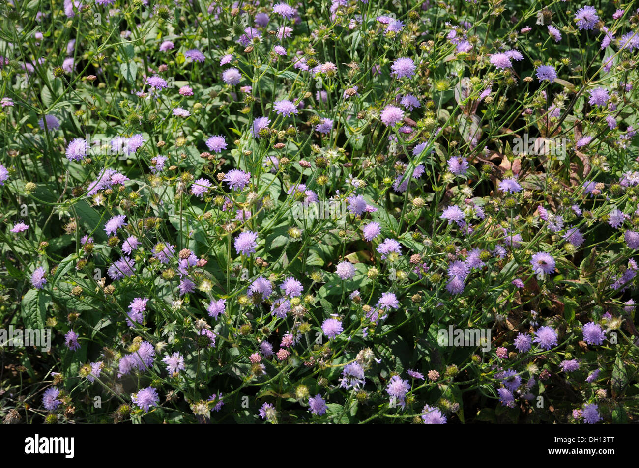 Witwenblumen hi-res stock photography and images - Alamy
