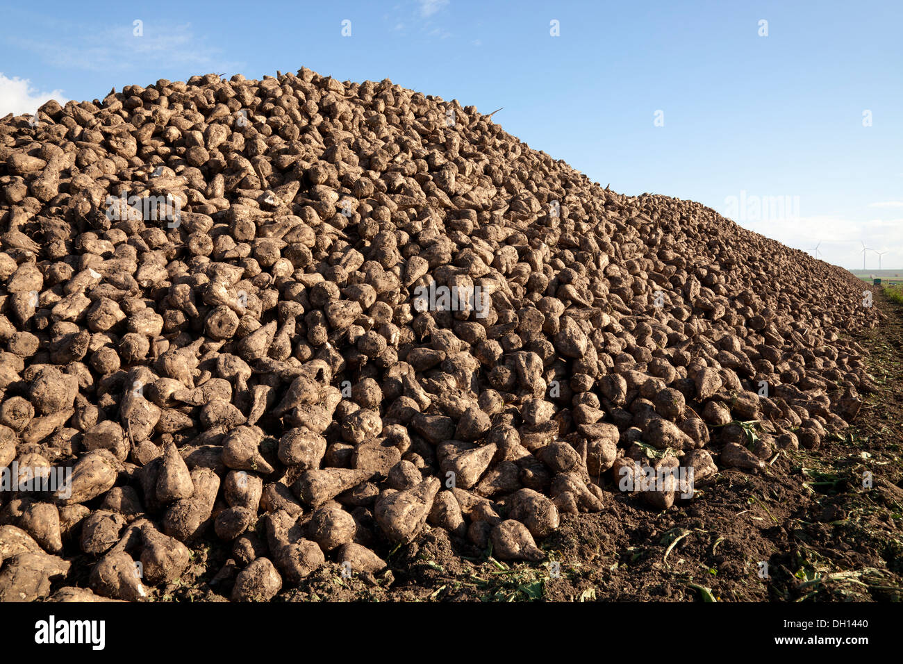 Beet Root Sugar High Resolution Stock Photography and Images - Alamy