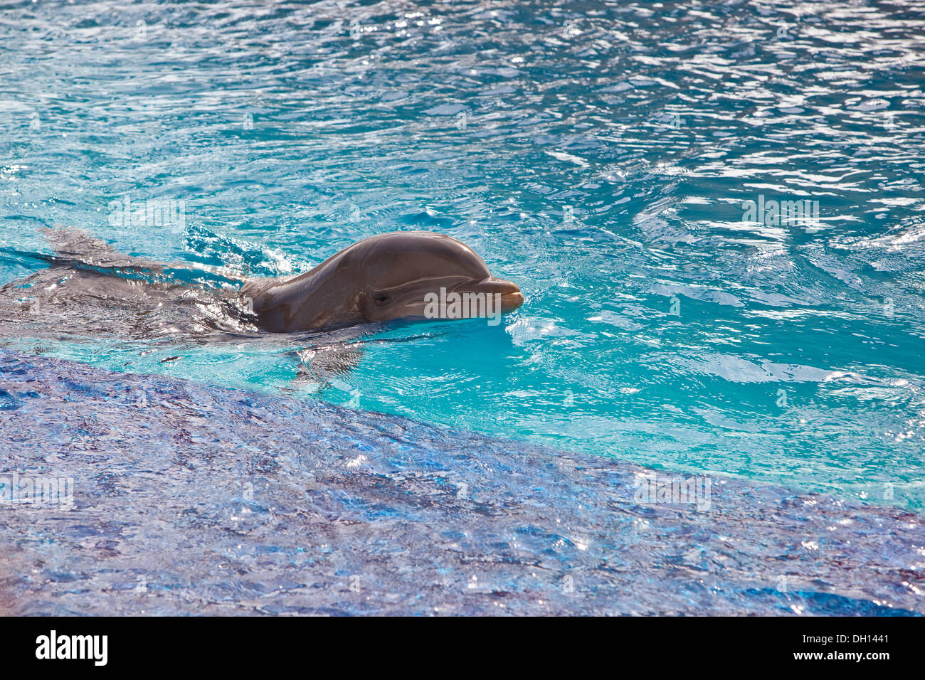 Dolphin in water Stock Photo - Alamy