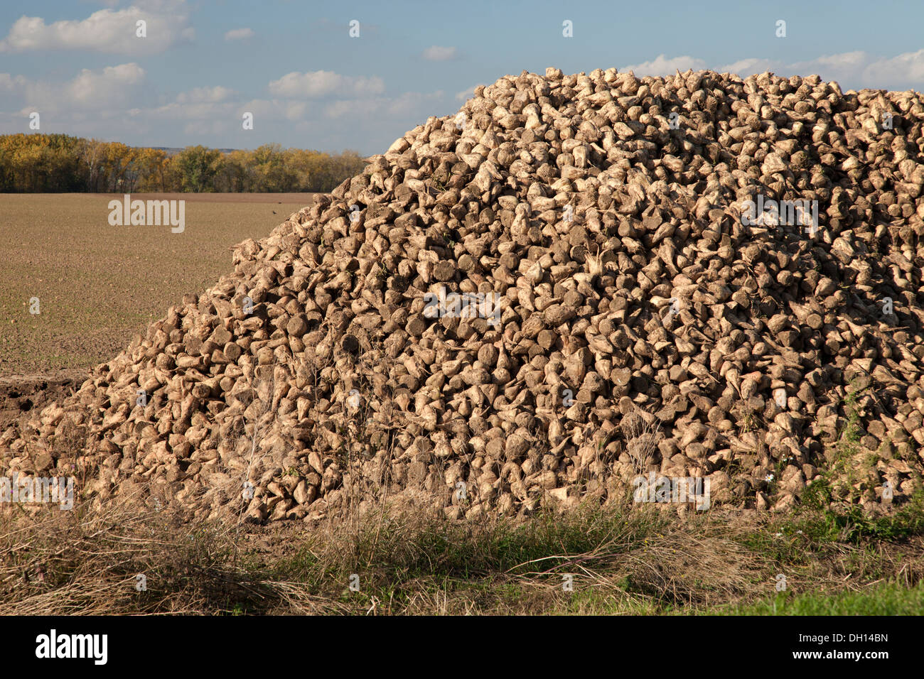 harvest of sugar beets Stock Photo - Alamy