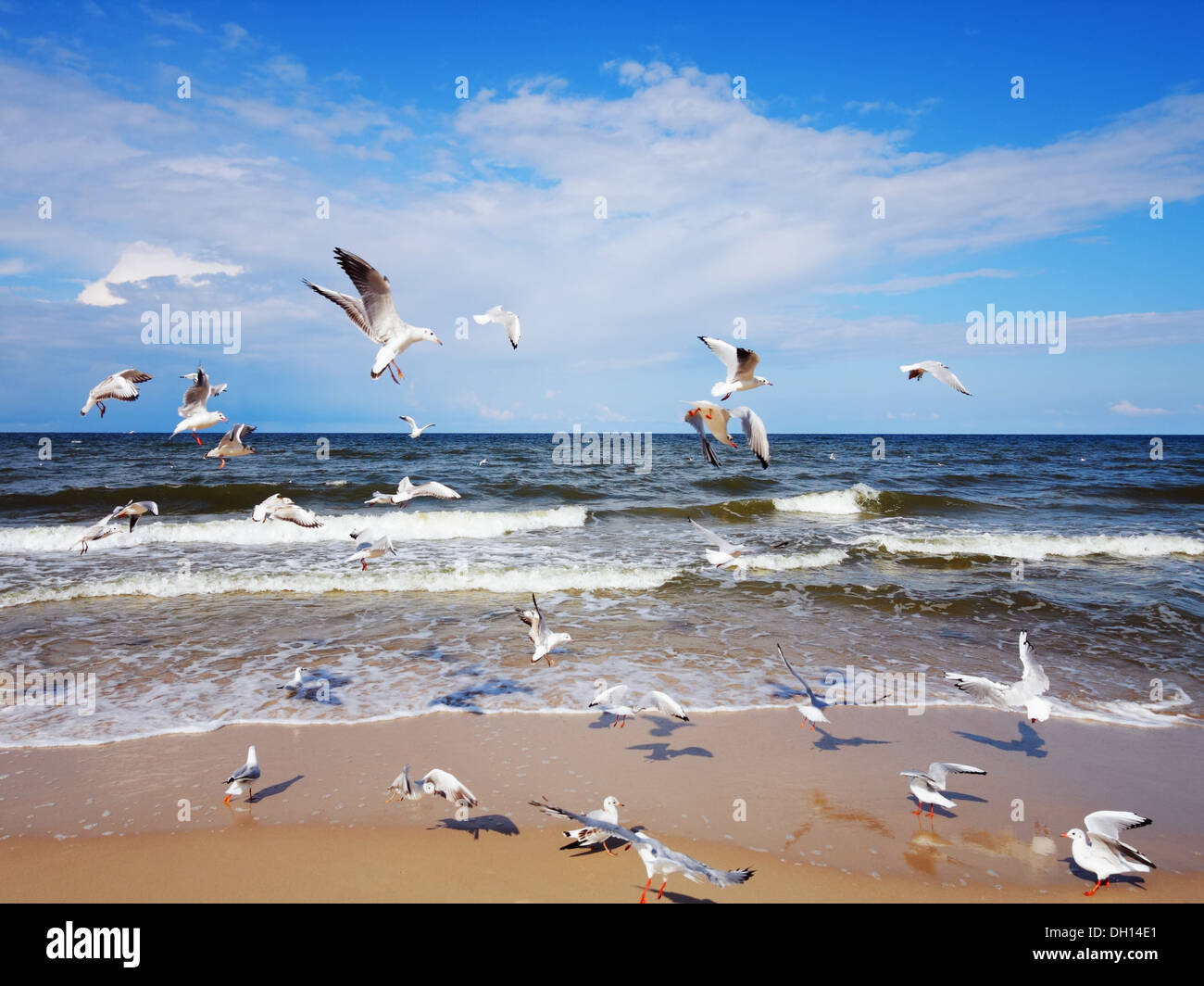 Seagulls over the sea waves Stock Photo - Alamy
