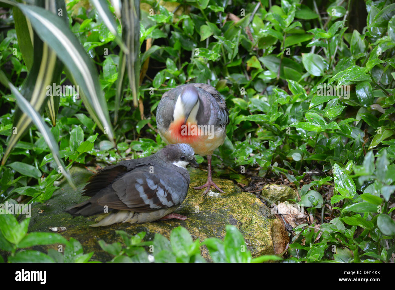 2 Luzon Bleeding-Heart Doves from the Philipines, Gallicolumba luzonica ...