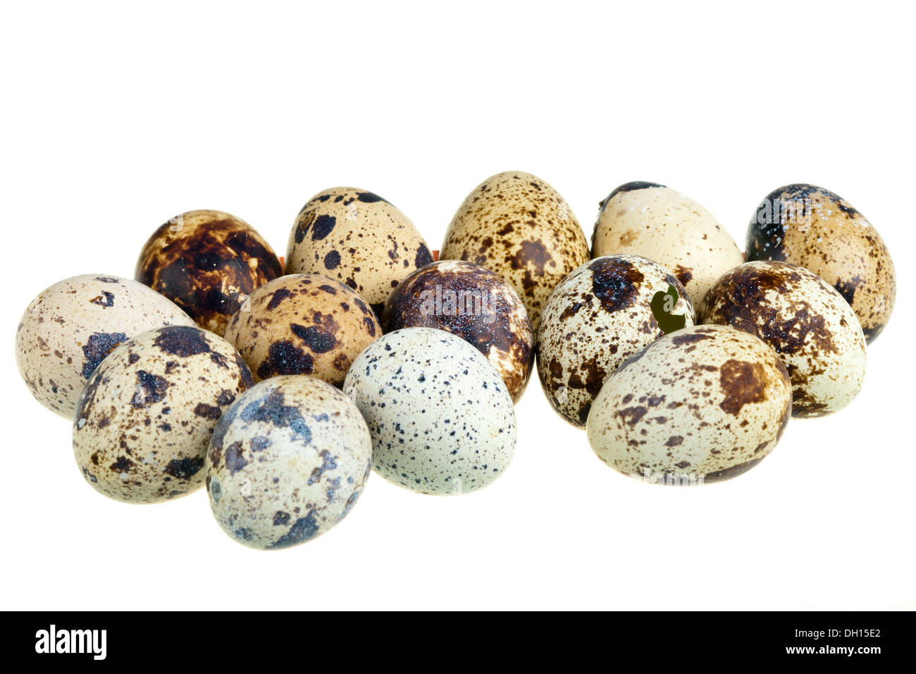 Domestic quail hi-res stock photography and images - Alamy