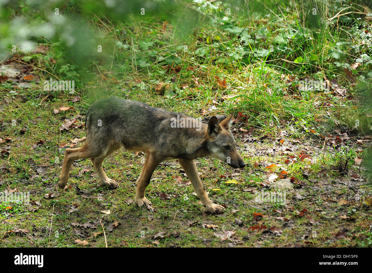 Young Italian Wolf Canis lupus italicus, Canidae, Abruzzo National Park ...
