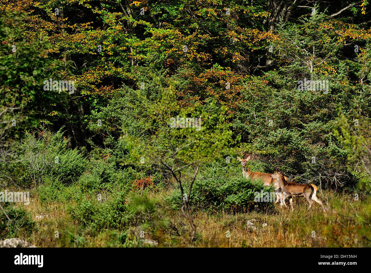 Red deer (Cervus elaphus), Cervidae, Abruzzo National Park, Italy ...