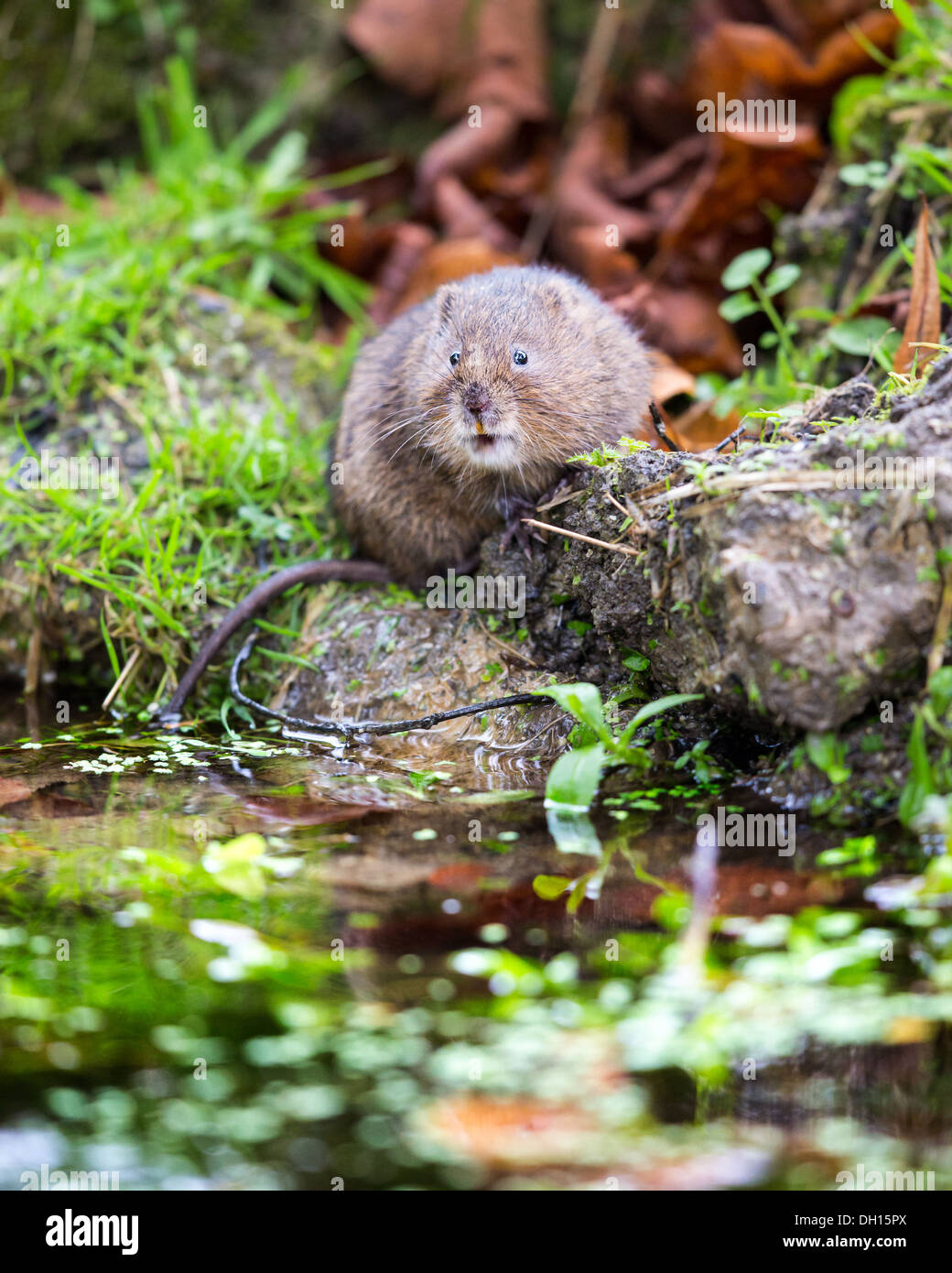 Water vole and uk hi-res stock photography and images - Alamy