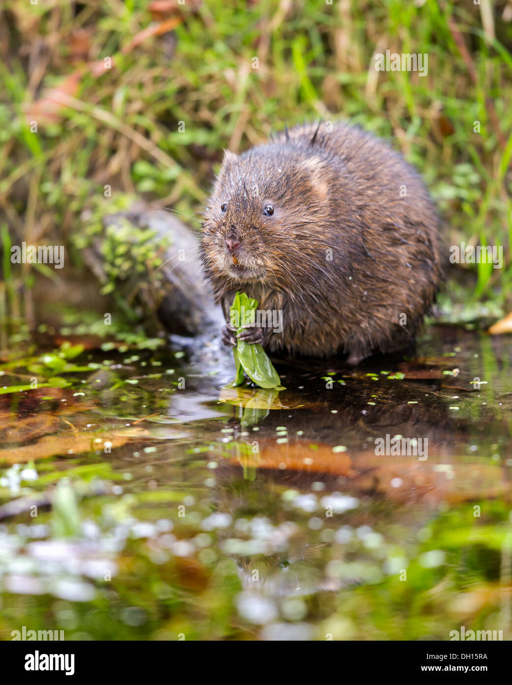 Water Vole Uk High Resolution Stock Photography and Images - Alamy