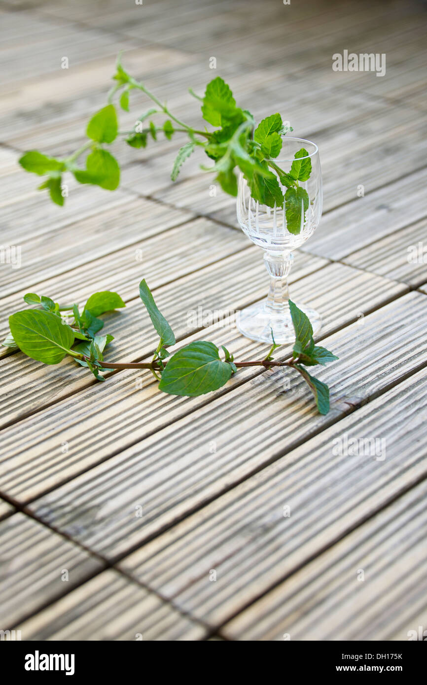 Munich mint hi-res stock photography and images - Alamy