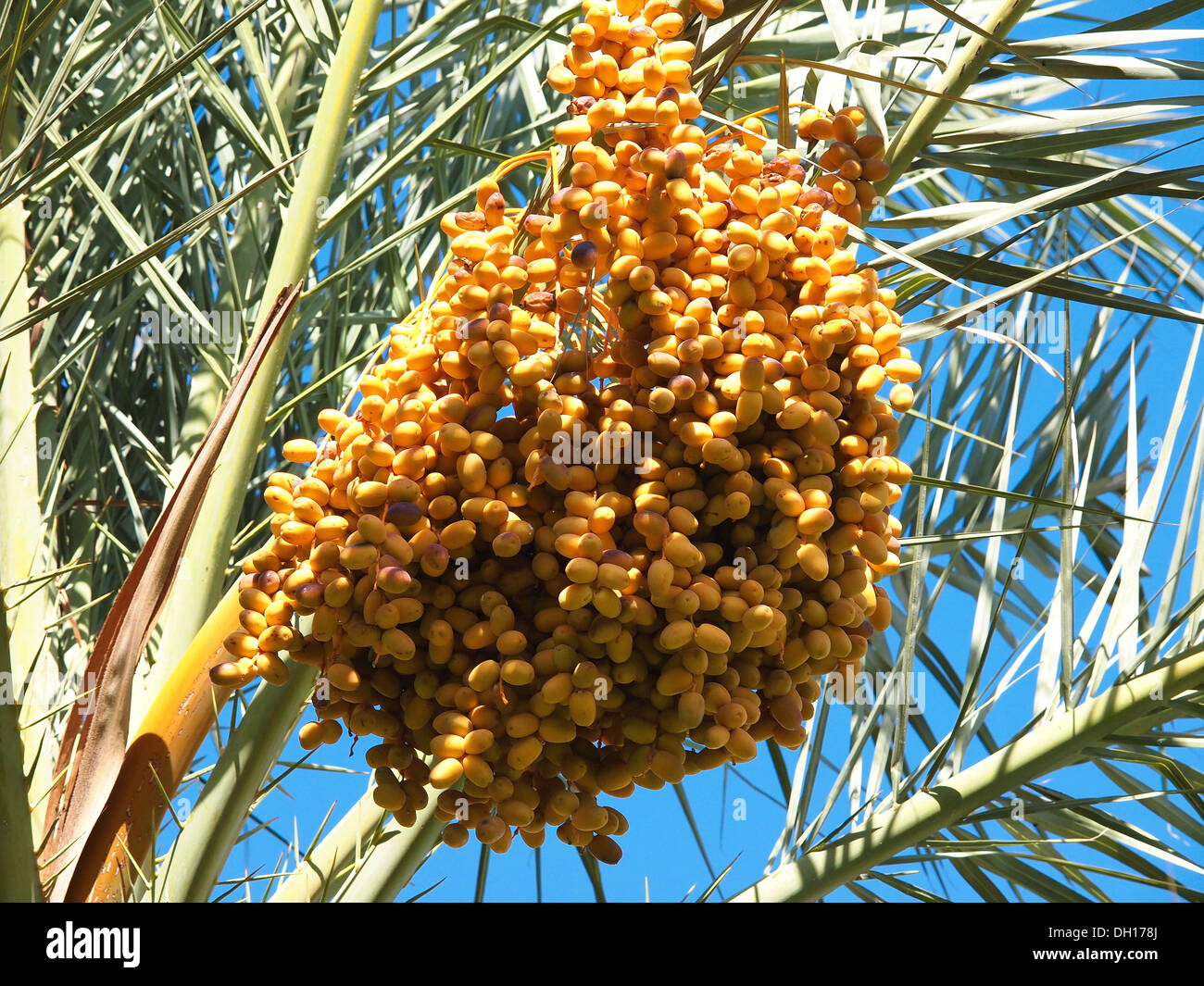 Bunch of colourful dates on the palm tree Stock Photo - Alamy