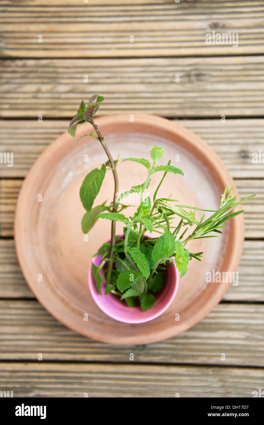 Mint plant balcony hi-res stock photography and images - Alamy