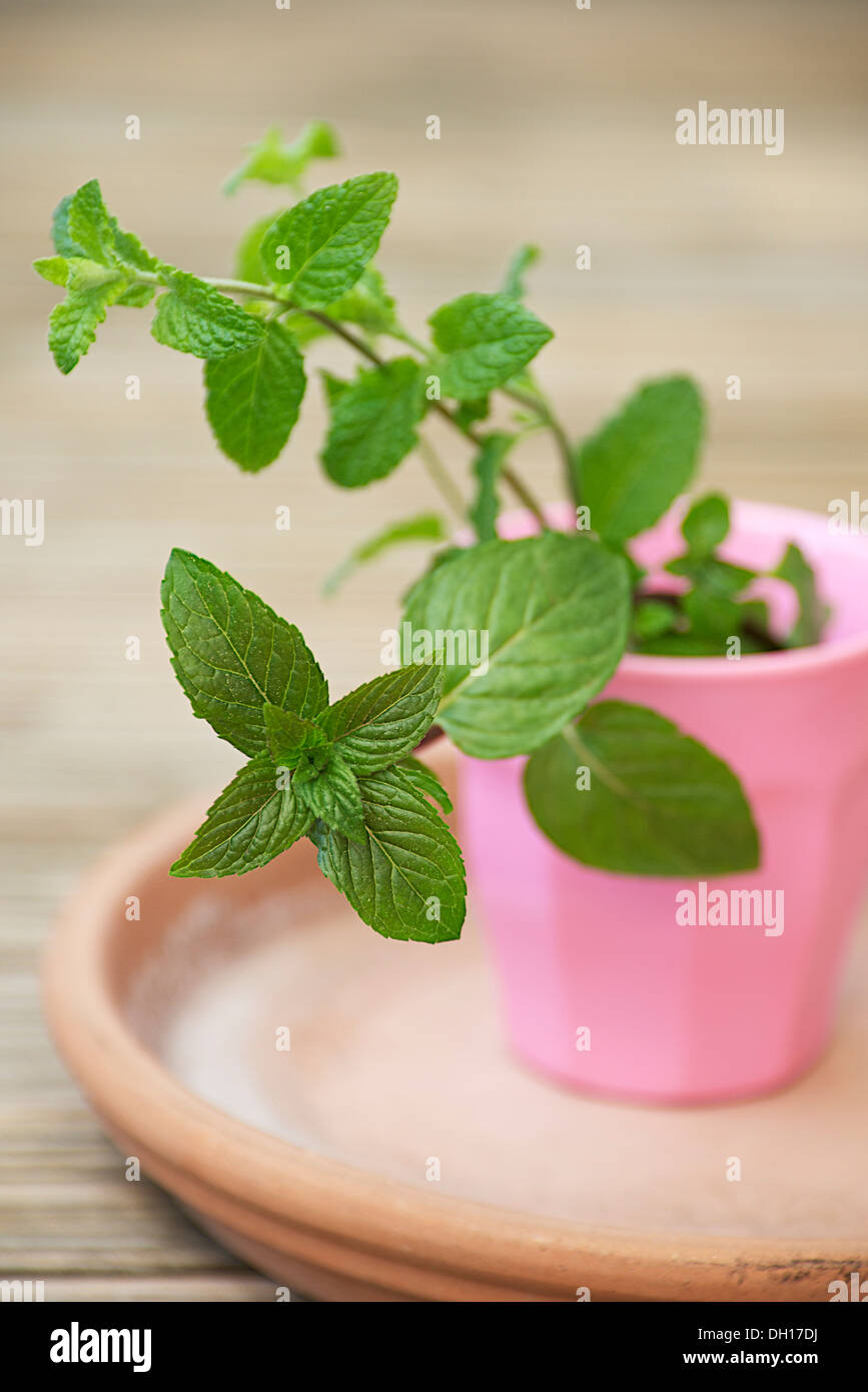 Mint Plant, Munich, Bavaria, Germany Stock Photo - Alamy