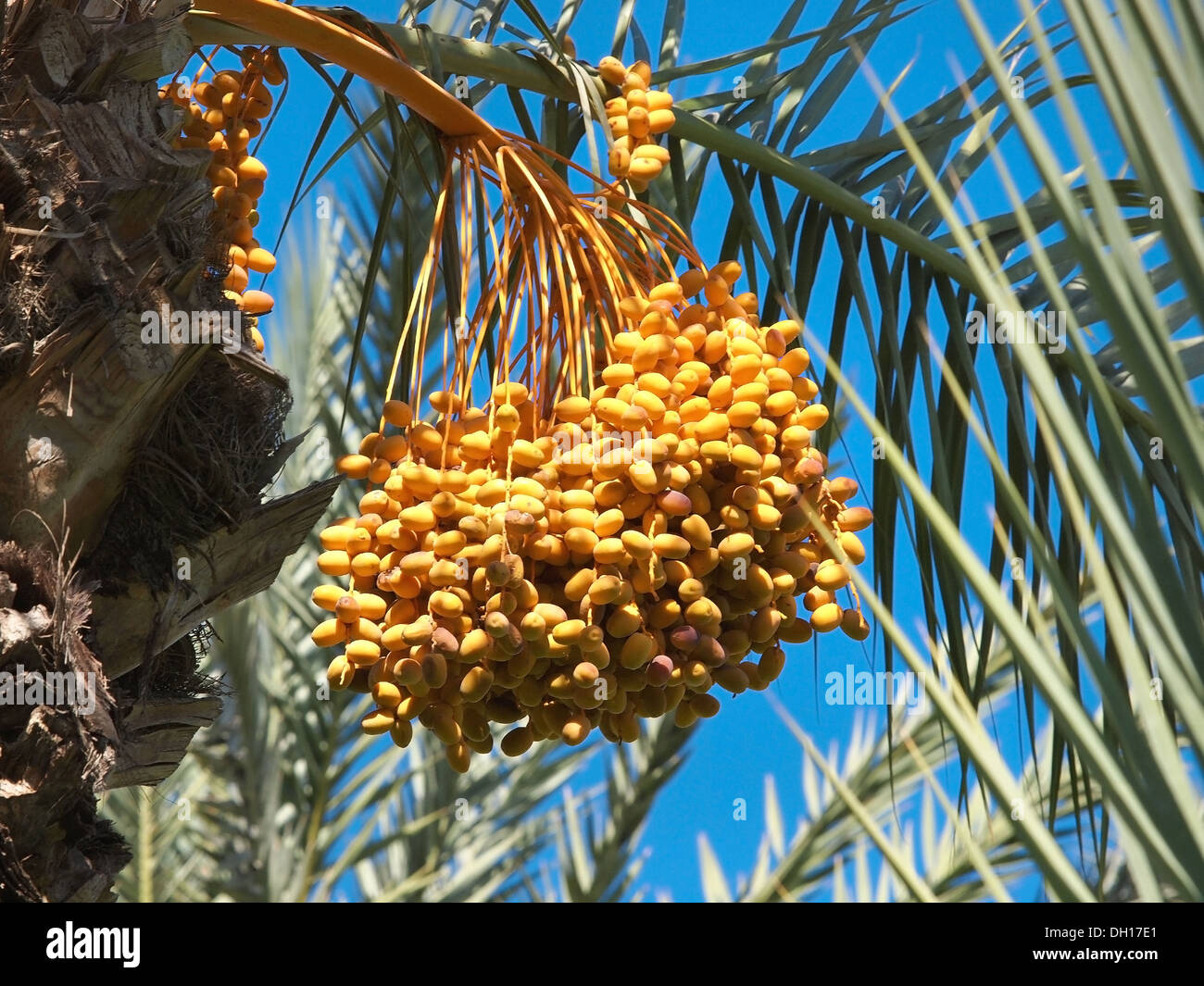Bunch unripe dates hi-res stock photography and images - Alamy