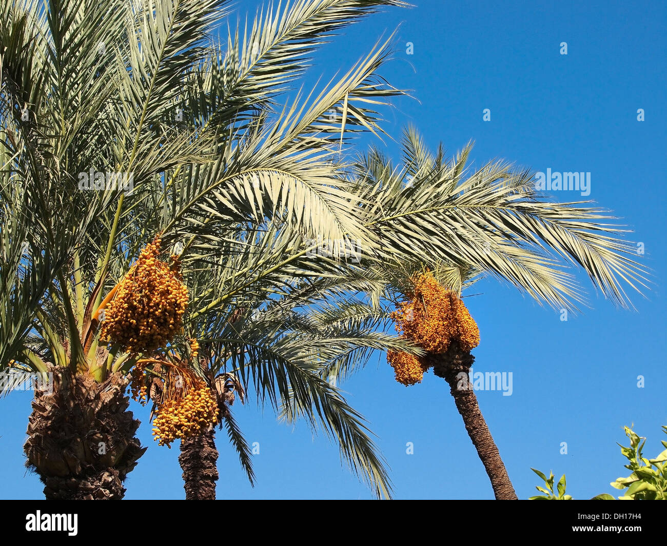 Bunch of colourful dates on the palm tree Stock Photo - Alamy