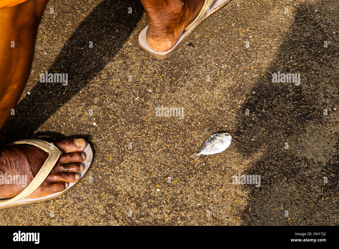 Small dead fish, Cochin fish market, Cochin, India Stock Photo - Alamy