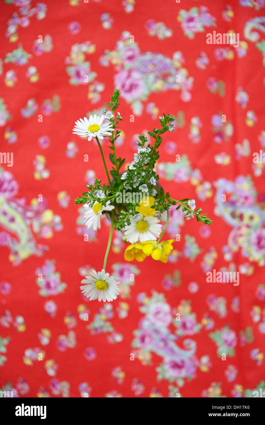 Daisies bellis perennis bavaria hi-res stock photography and images - Alamy