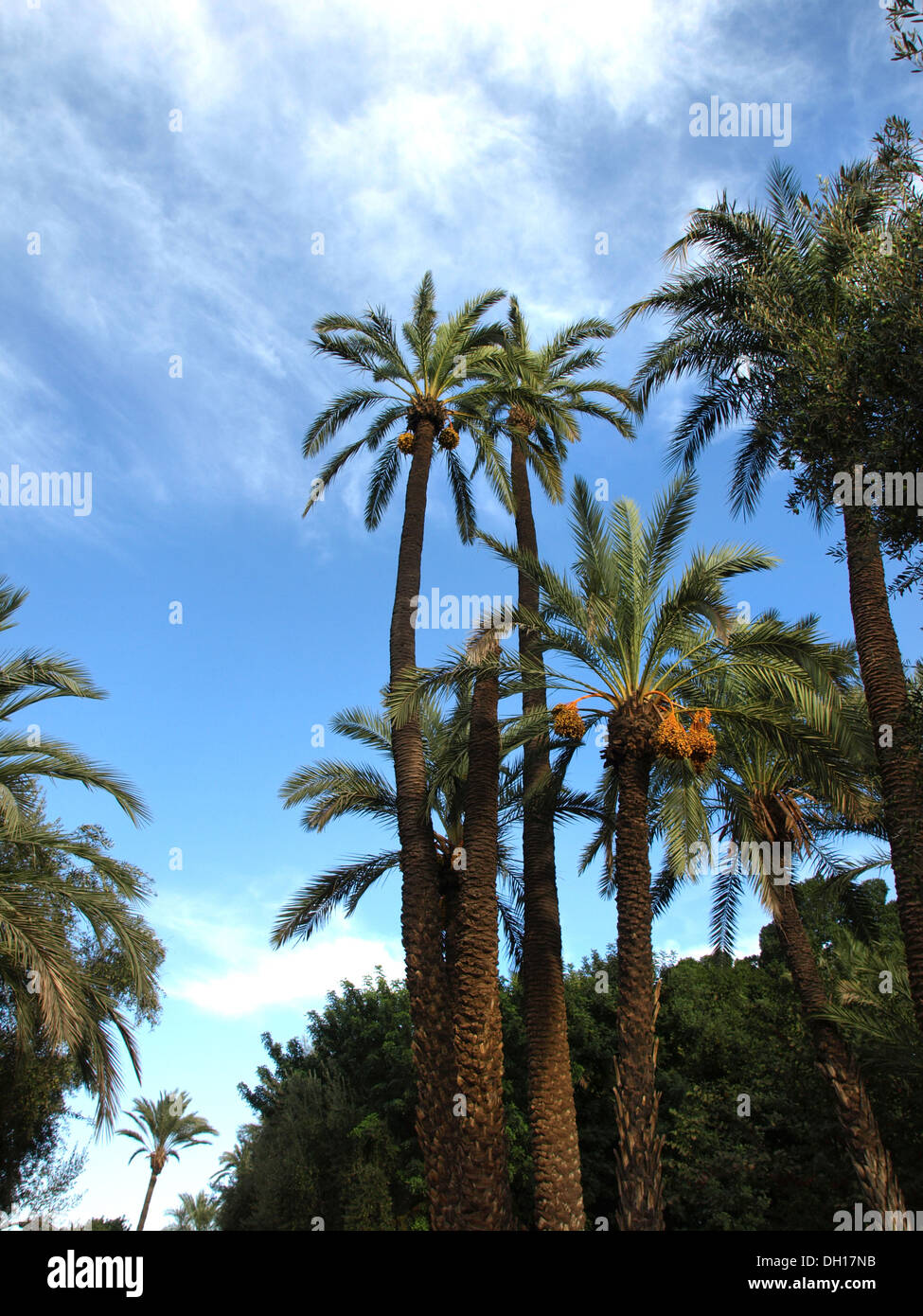 Bahrain date palm hi-res stock photography and images - Alamy