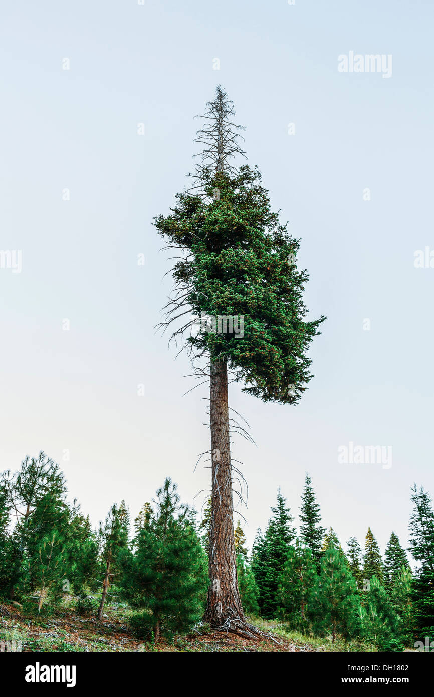 Low shedding hi-res stock photography and images - Alamy