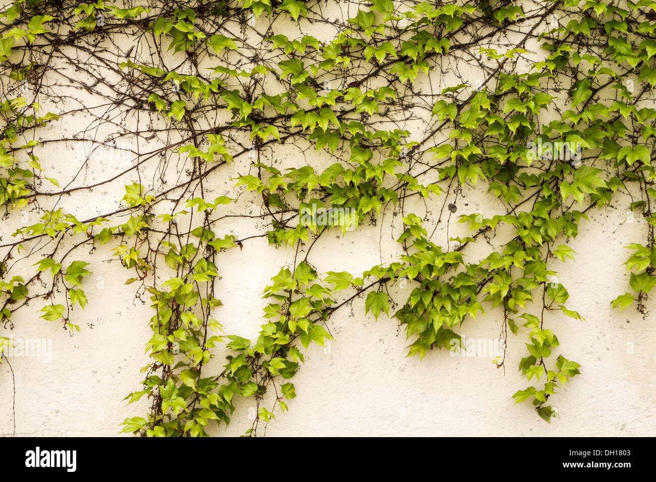 wall greening with climber Stock Photo - Alamy