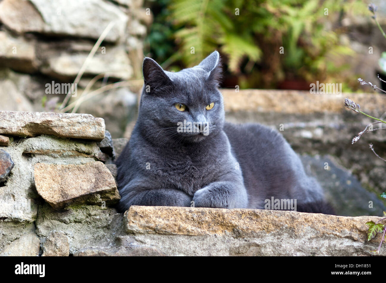 Grey cat in a garden Stock Photo - Alamy