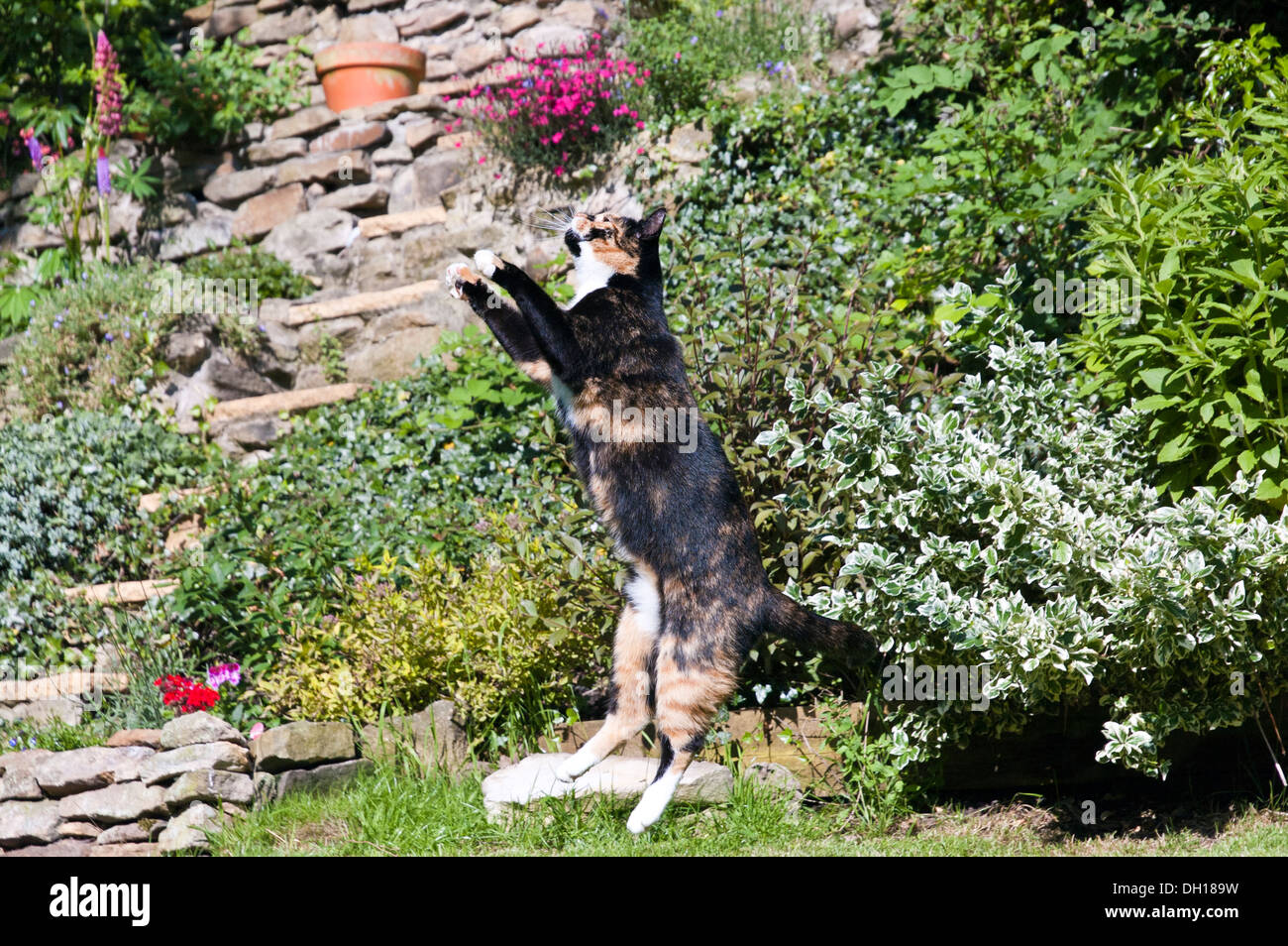 Cat jumping in a garden Stock Photo - Alamy