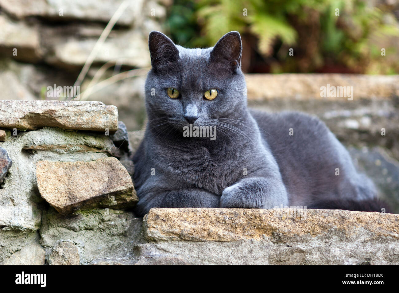 Grey cat in a garden Stock Photo - Alamy