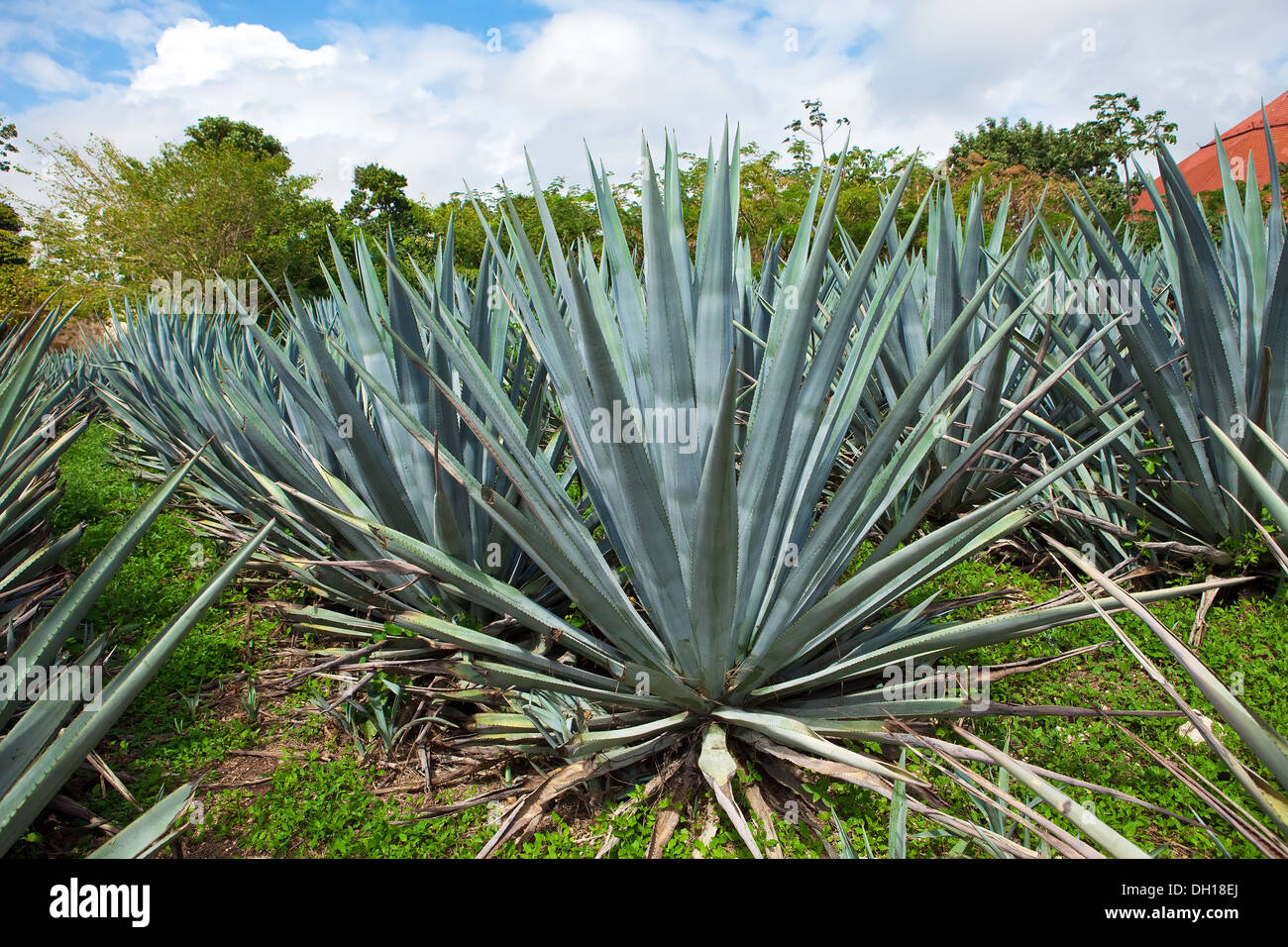 Wild agave hi-res stock photography and images - Alamy