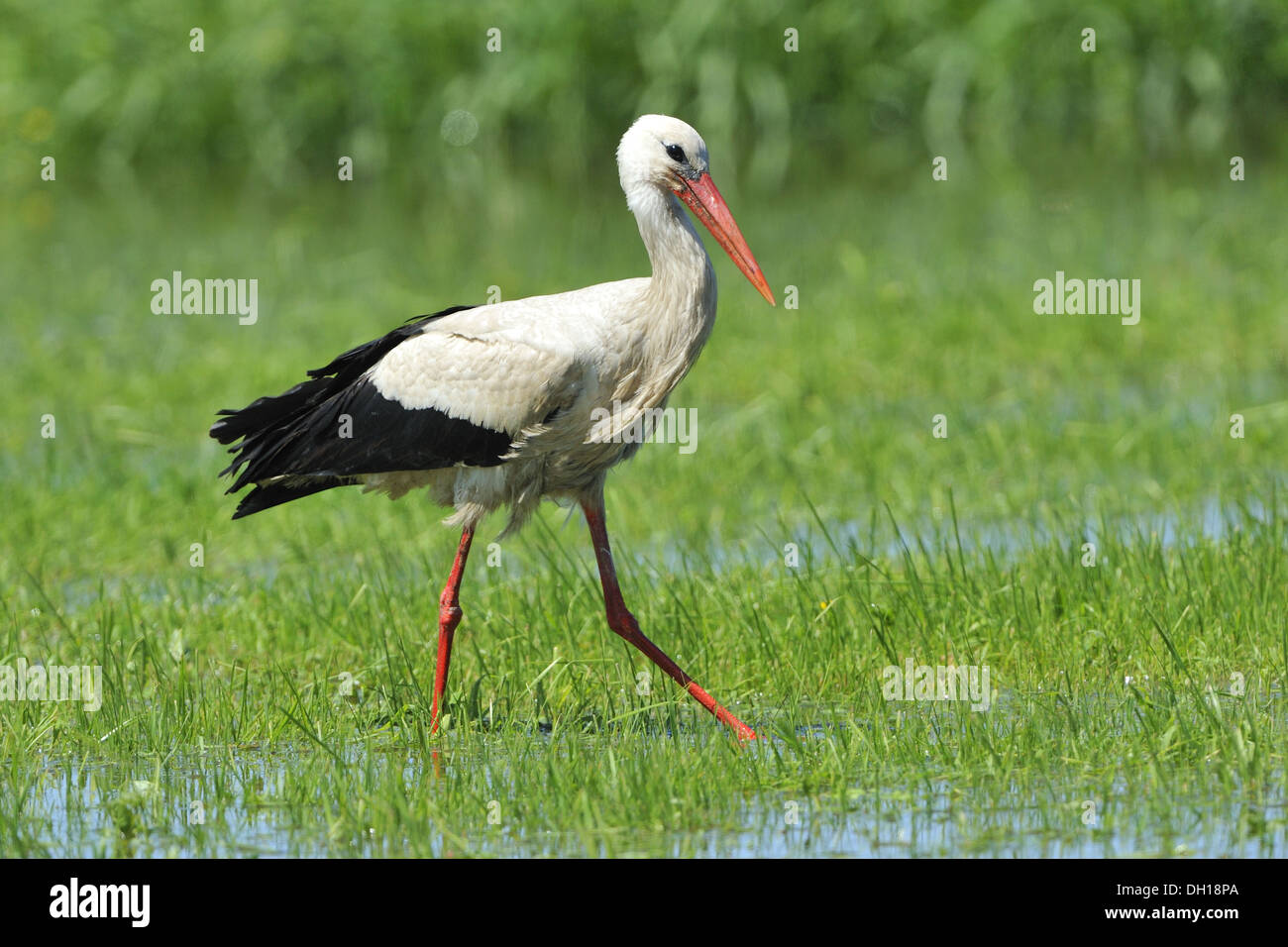 Stork storch hi-res stock photography and images - Alamy