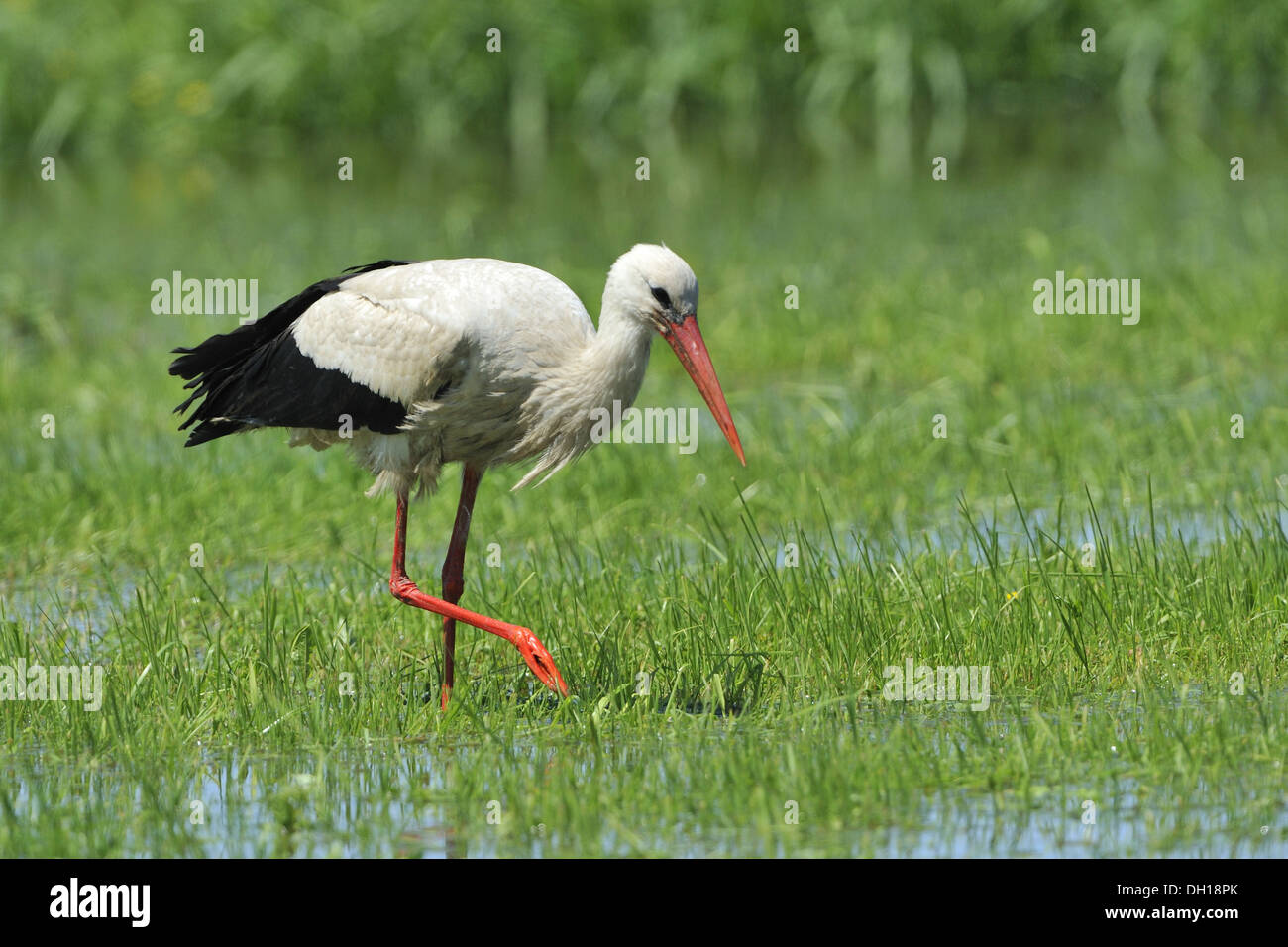 Animals white stork white storks hi-res stock photography and images ...