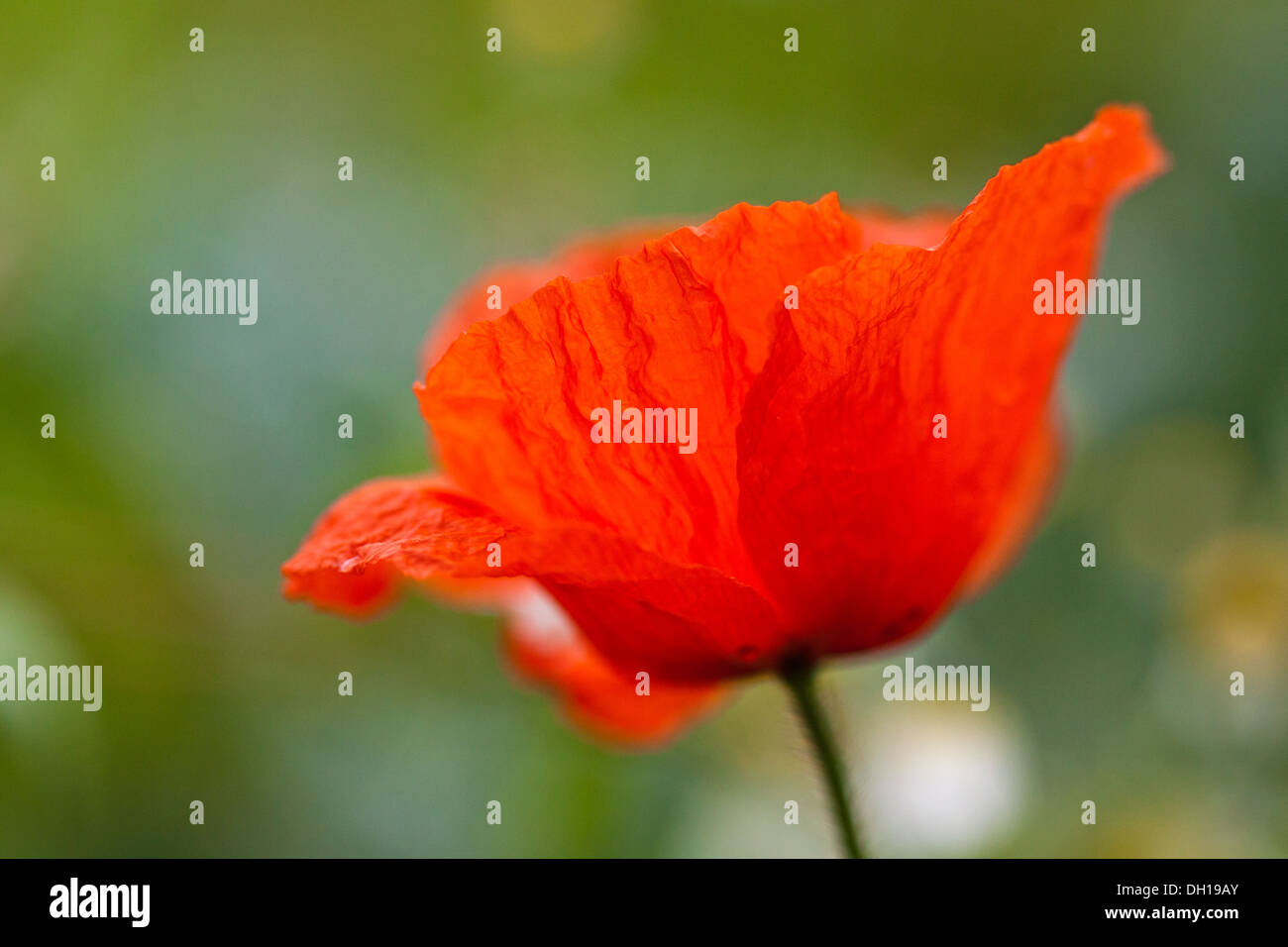 corn poppy, corn rose (Papaver rhoeas Stock Photo - Alamy