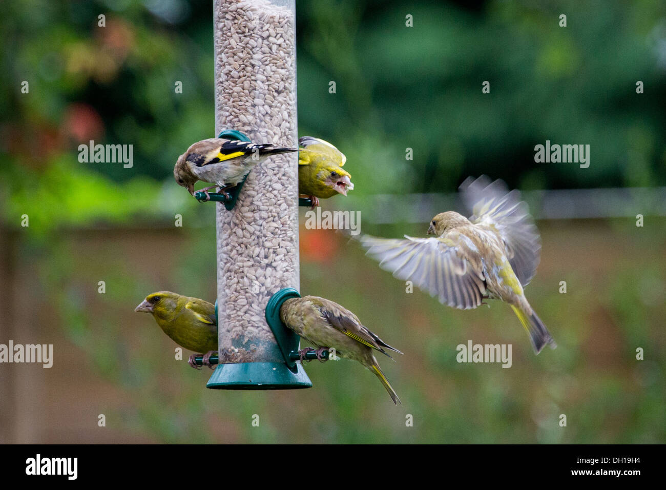 Birds feeding on birdfeeder in garden Stock Photo - Alamy