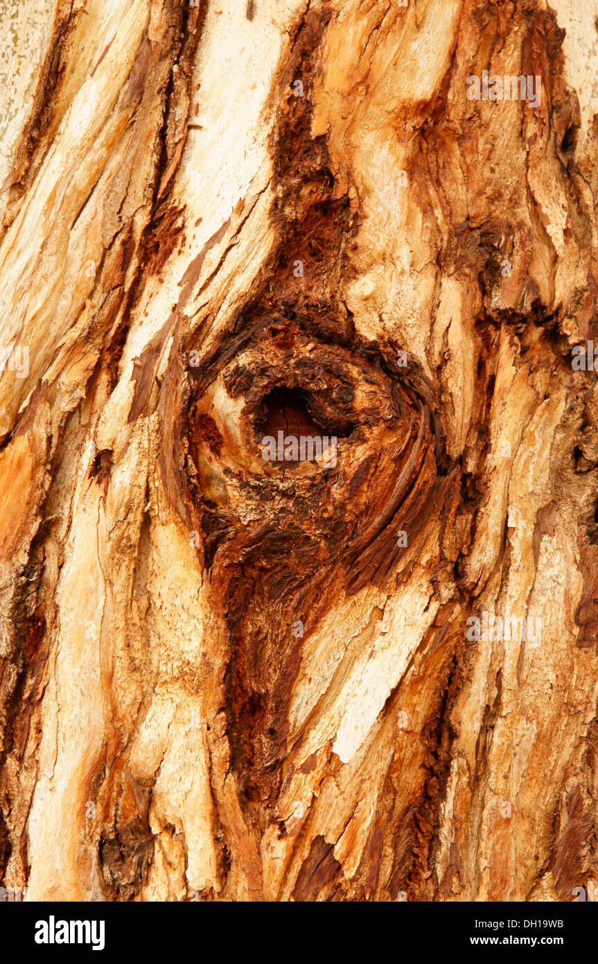 Knothole tree hi-res stock photography and images - Alamy