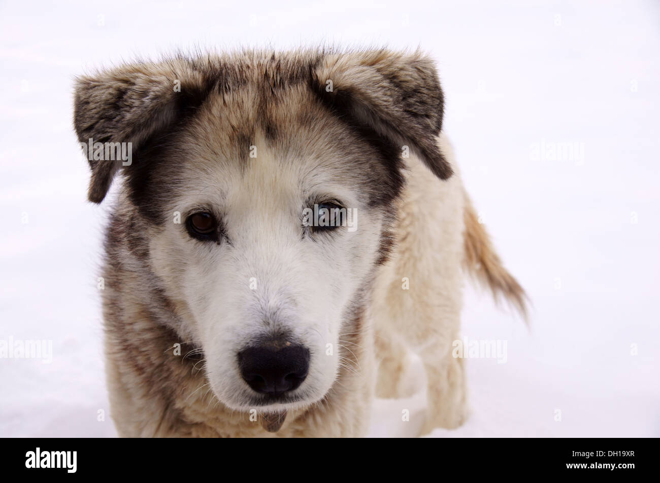 Racing dog breed hi-res stock photography and images - Alamy