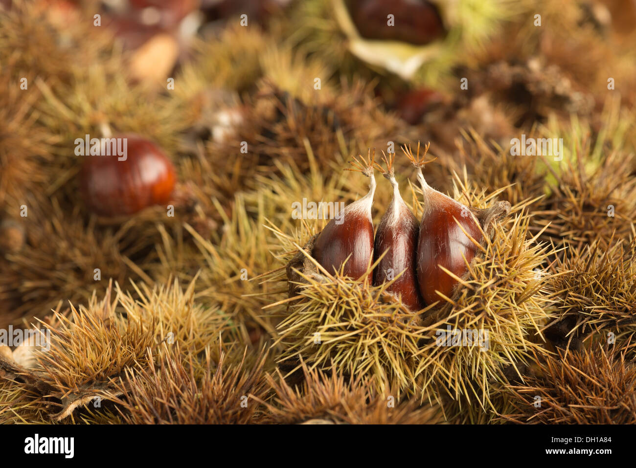Sweet ripe chestnuts fruit nuts on ground bursting out from their spiky ...