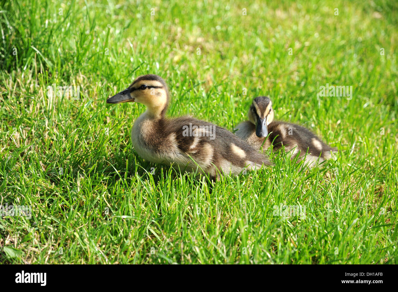 Chicken duck not food not meat not eggs hi-res stock photography and ...