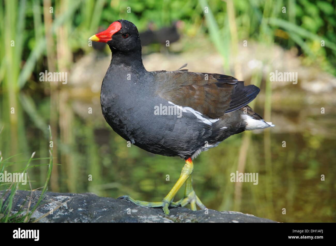 Dusky moorhen feeding hi-res stock photography and images - Alamy